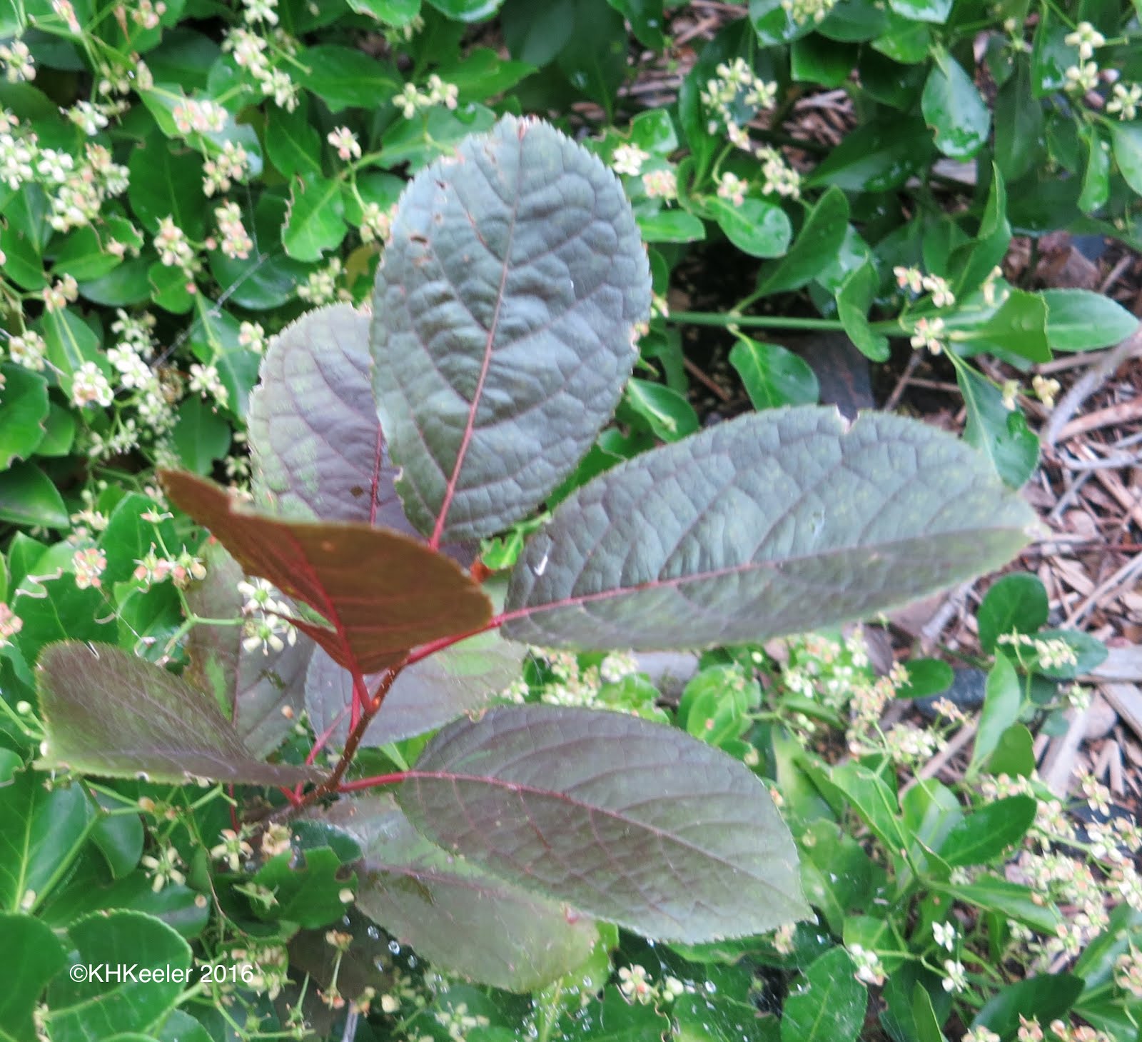A Wandering Botanist: Plant Story--Chokecherries, a Native American Cherry