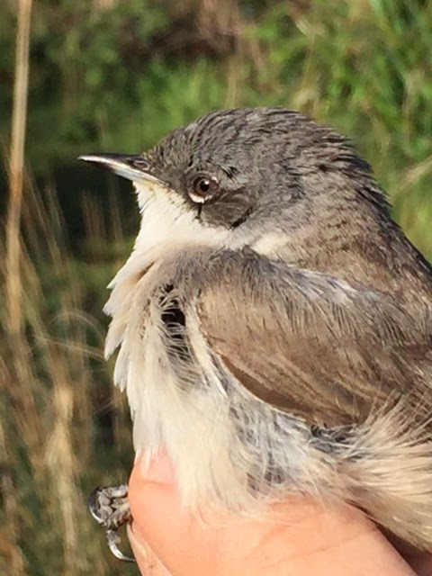 The Cardiff Bird Ringers
