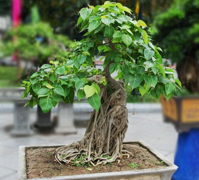 Jenis Bonsai Terbaik Di Indonesia | Aneka Ragam Bentuk Bonsai