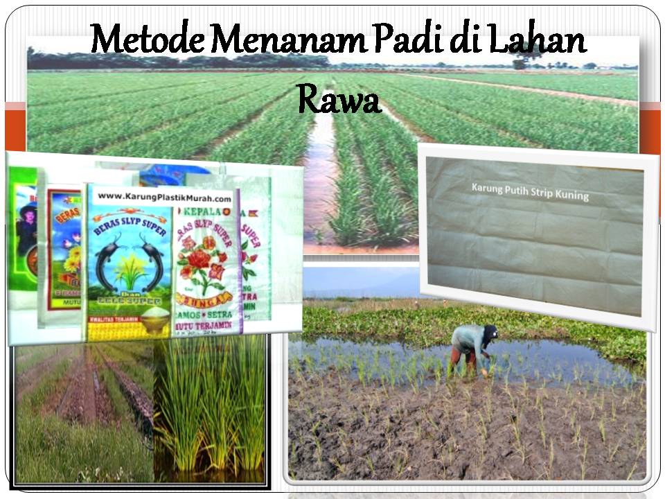 Metode Menanam Padi di Lahan Rawa - Jual Karung Beras Murah
