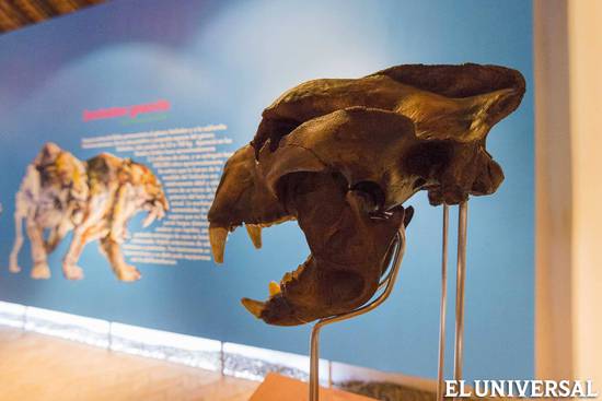 Paleontología en Venezuela: Exponen en Caracas fósiles de especies ...