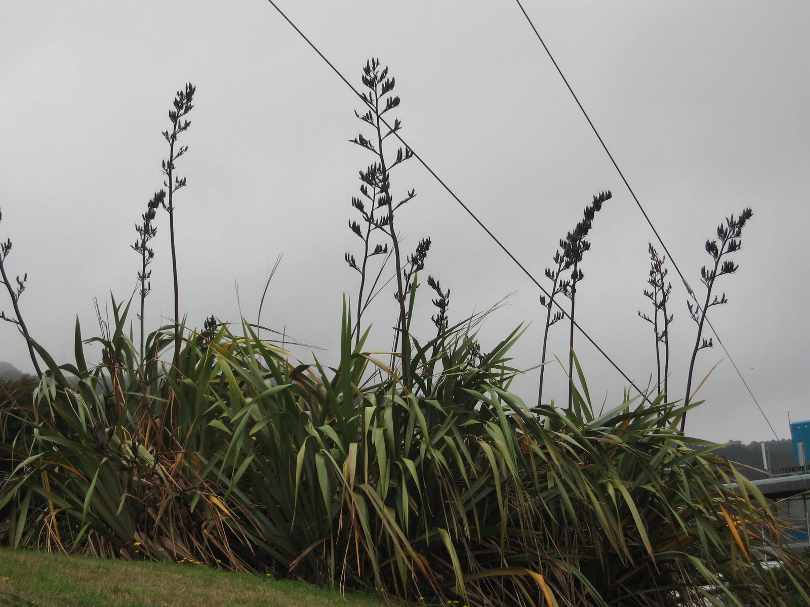 Grass Talk