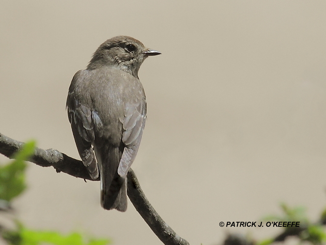 Raw Birds: SEMI COLLARED FLYCATCHER (Female) Ficedula semitorquata ...