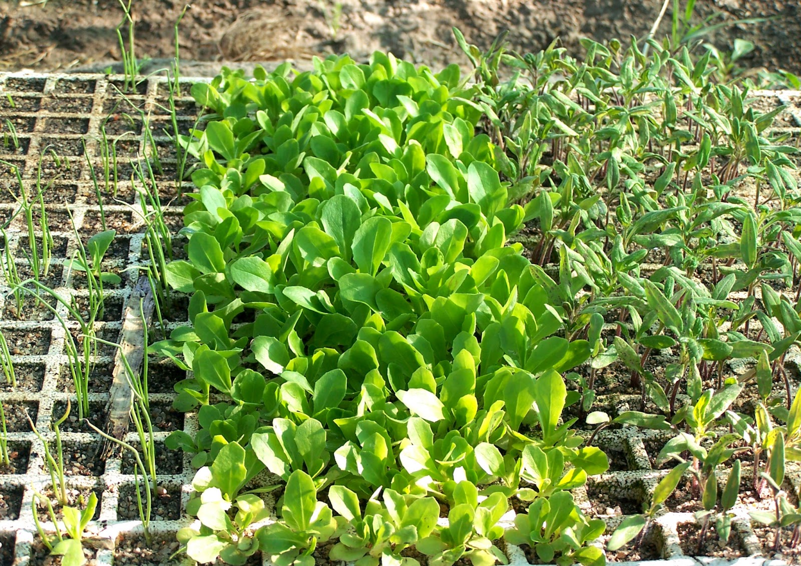 Agricultores ecológicos en Las Herencias: Elaboración de semilleros