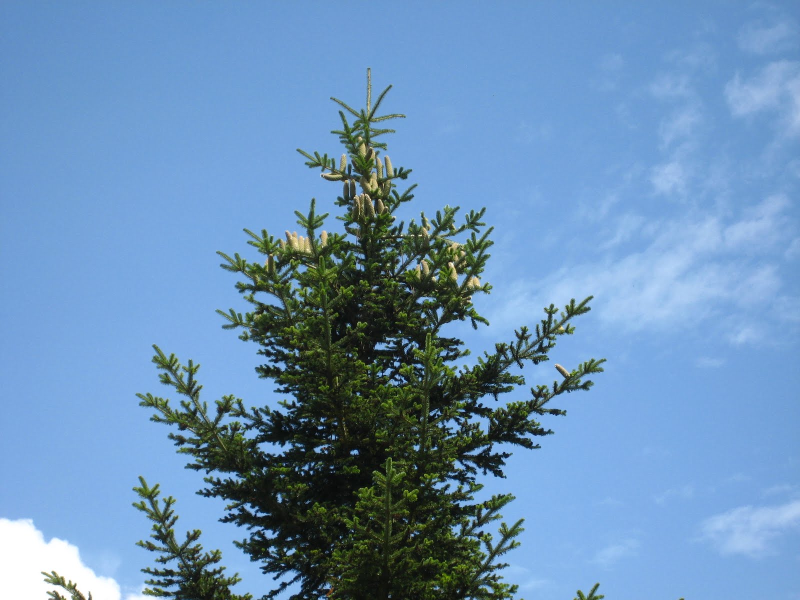 Árboles con alma: Abeto. Avet. (Abies alba)