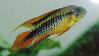 Fish Pictures: Agassiz's dwarf cichlid - Apistogramma agassizii