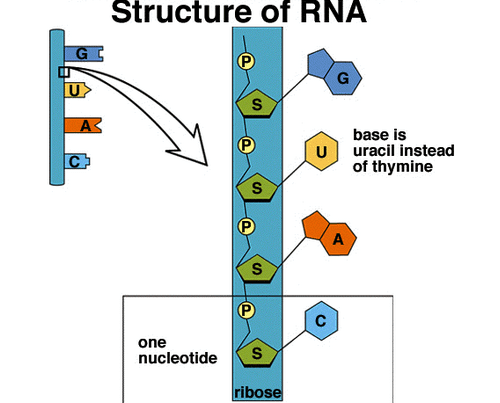 Pengertian, Fungsi, Struktur, RNA Lengkap Dengan Jenisnya - Artikel ...