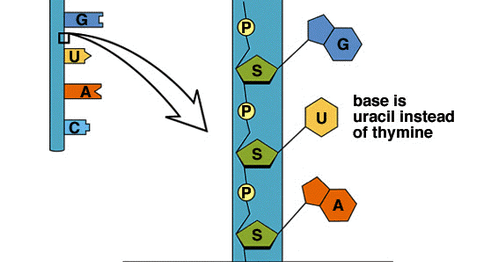 Pengertian, Fungsi, Struktur, RNA Lengkap Dengan Jenisnya - Artikel ...