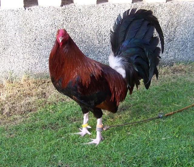 Hobi Ayam Tangkas: ayam laga philipine petarung pisau suci bloody warrior