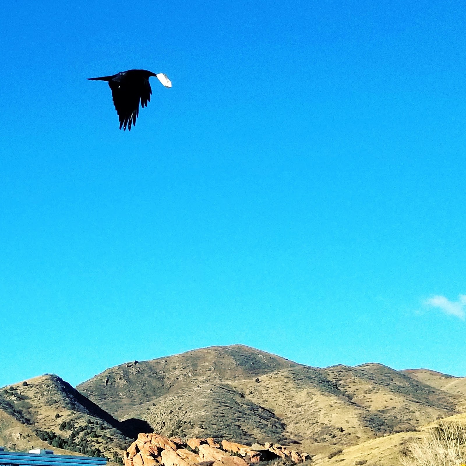 Mille Fiori Favoriti: 2017