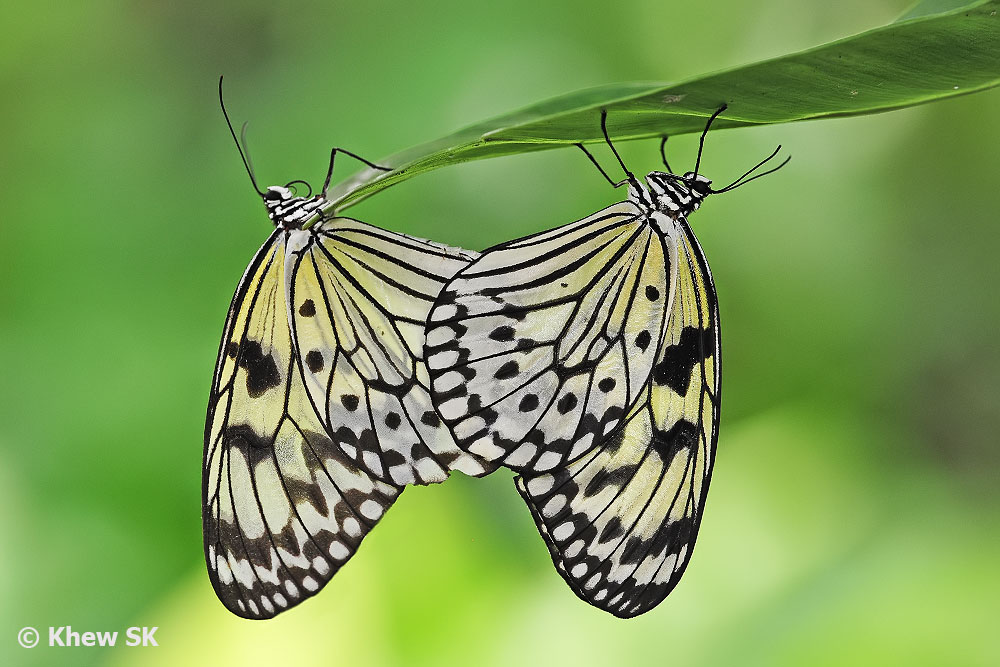Butterflies of Singapore: Sexual Dimorphism - Part 2