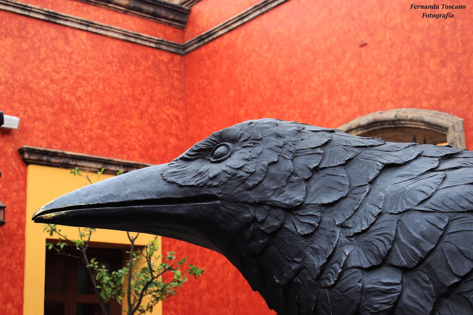 Fotografía cultural de Jalisco: Don cuervo.