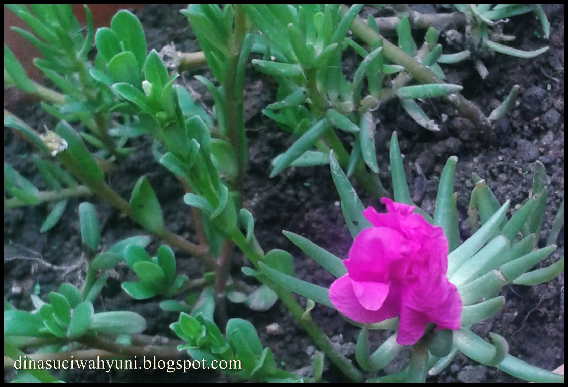 JENIS DAN NAMA - NAMA BUNGA (TANAMAN HIAS " BUNGA CANTIK") | JDSK