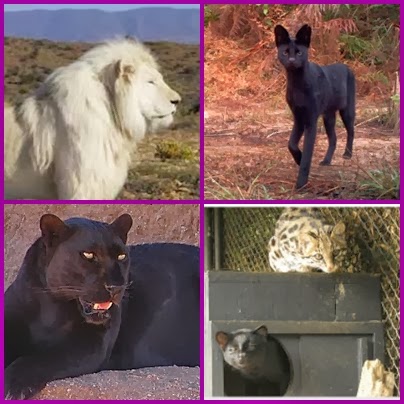 Mascotas de Casa: Curiosidades grandes y pequeños felinos