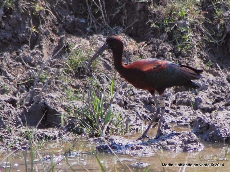 Hablando en verde: Morito común