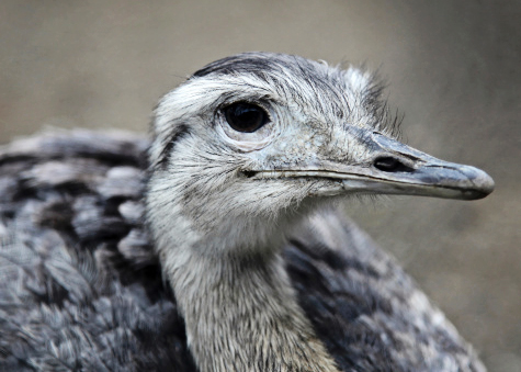 BARRY the BIRDER: Male rhea is a sole provider of up to 50 chicks
