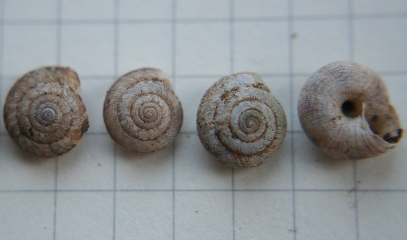 Valley Naturalist: Heath snail