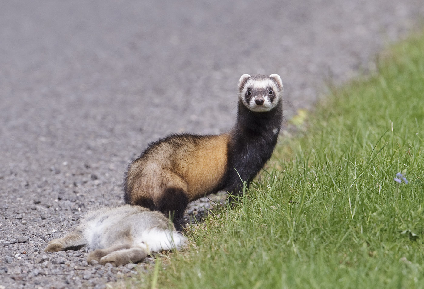 pewit: Polecat -- the real deal?
