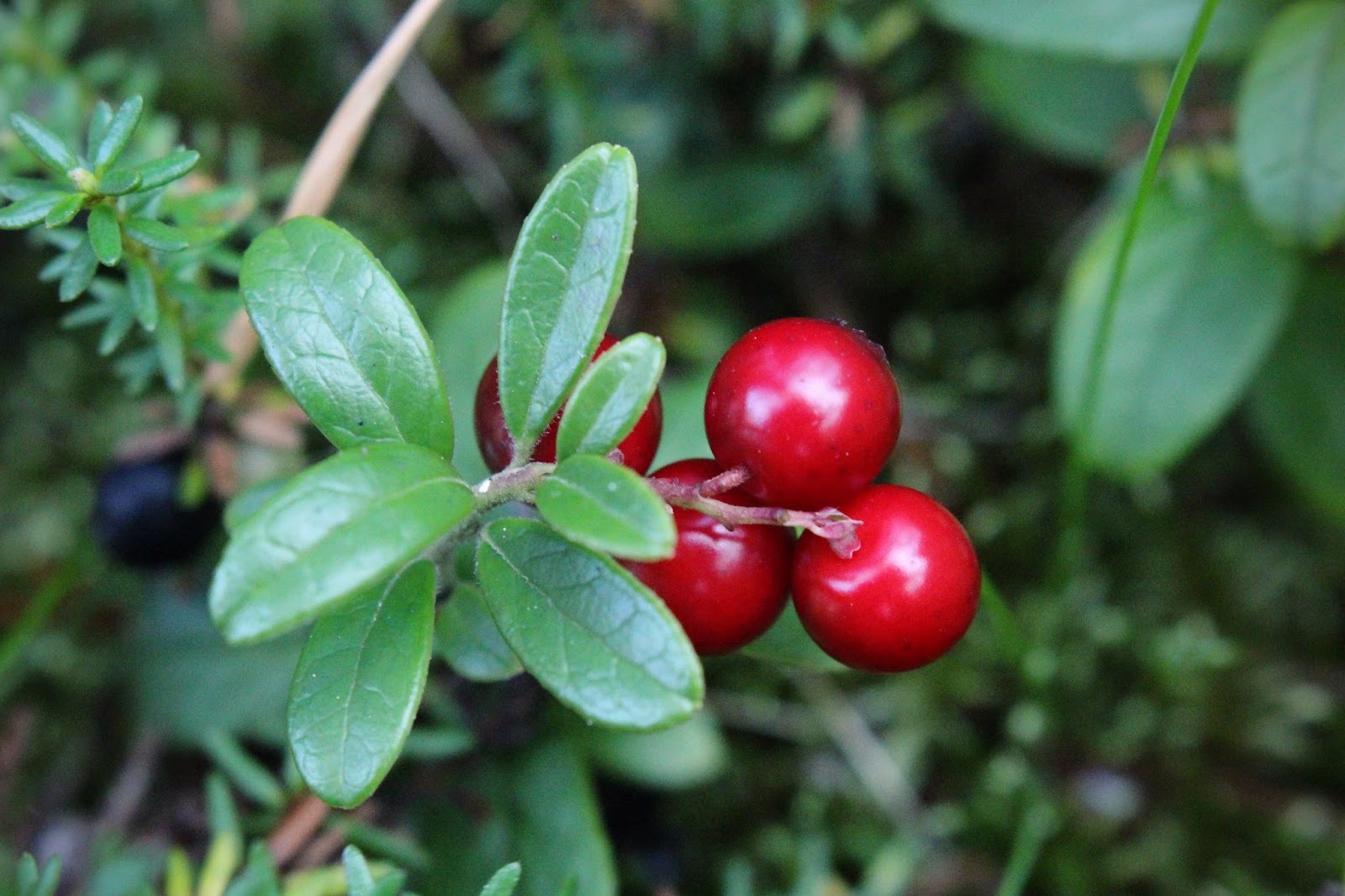 Sirpan luontoblogi: Kuin kaksi marjaa, puolukka ja sianpuolukka