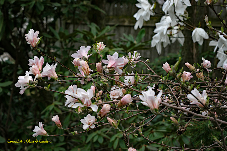Conrad Art Glass & Gardens: The beginning of magnolia season....
