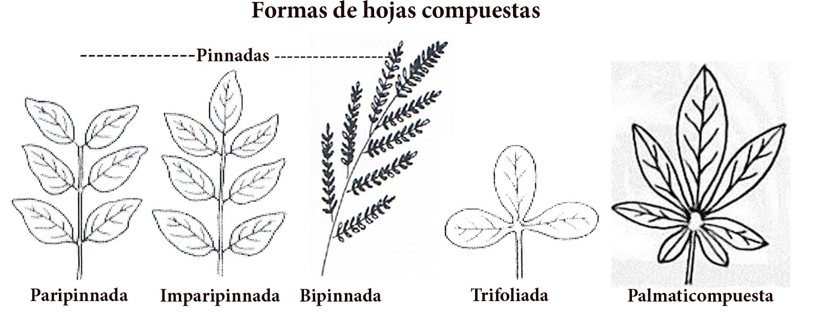 elarbolmiamigo-encinarosa: Glosario