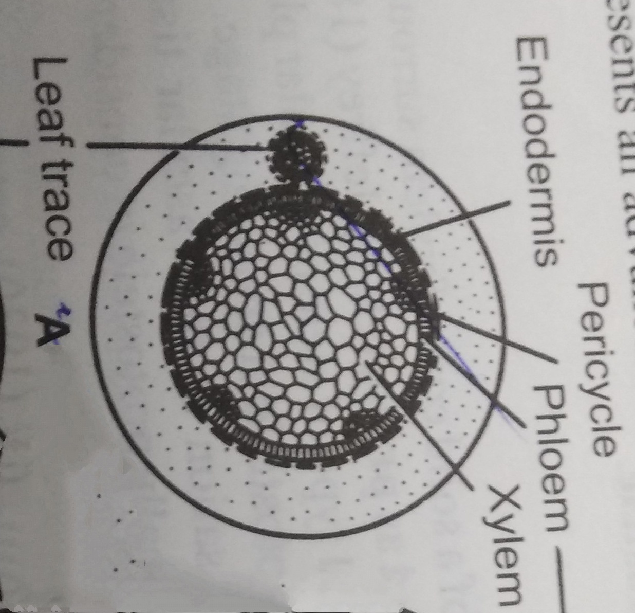 Department of Botany, Girraj Govt. College: Stelar Evolution in ...