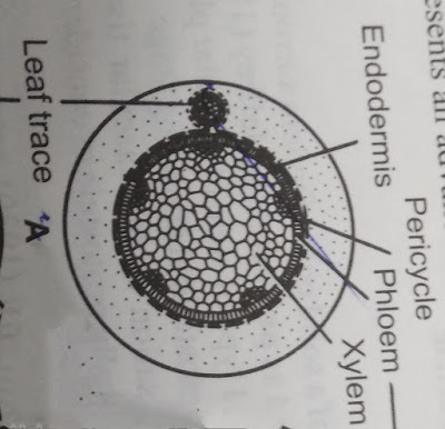 Department of Botany, Girraj Govt. College: Stelar Evolution in ...