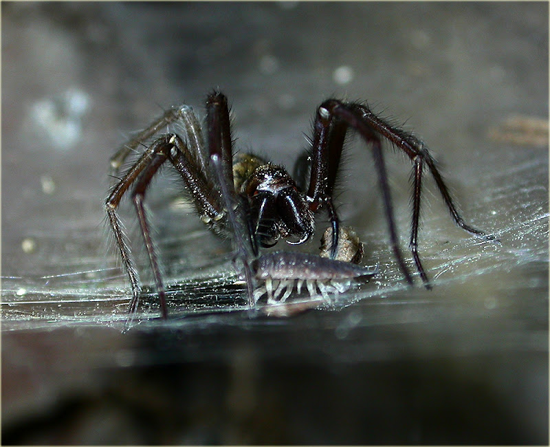 Arachnerds: House / Cobweb Spiders - Tegenaria sp.
