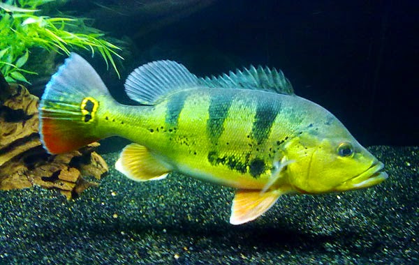 .: CARACTERÍSTICAS DO TUCUNARÉ