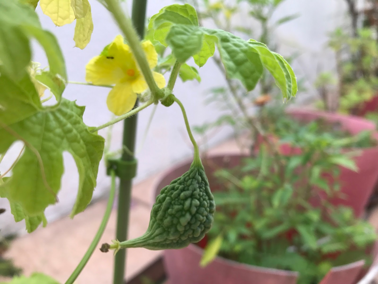 My Little Princess and Prince: 8 Jul 2018 - Our mini Bitter Gourd!