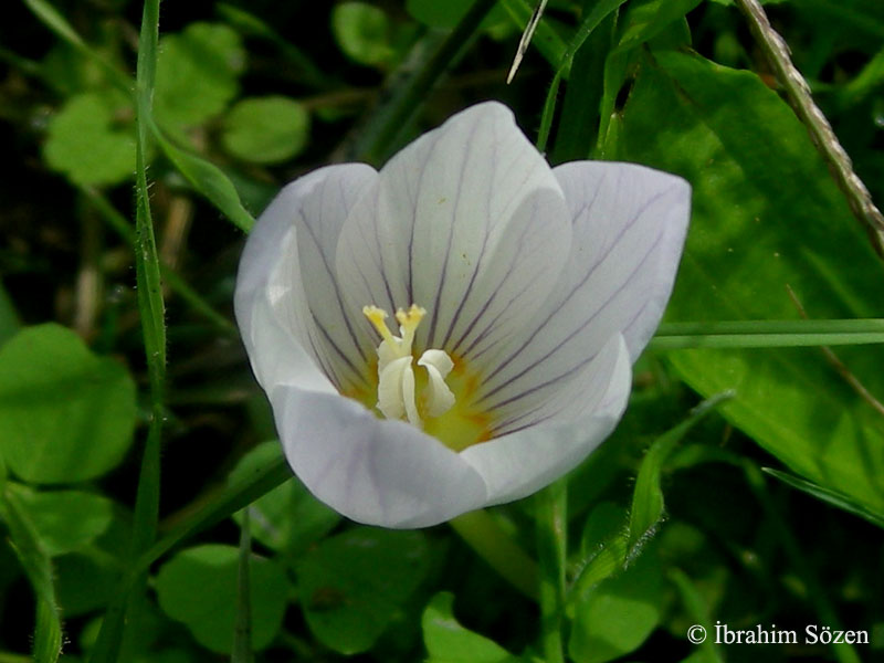 The Country Of Crocuses: Crocus kotschyanus subsp. kotschyanus
