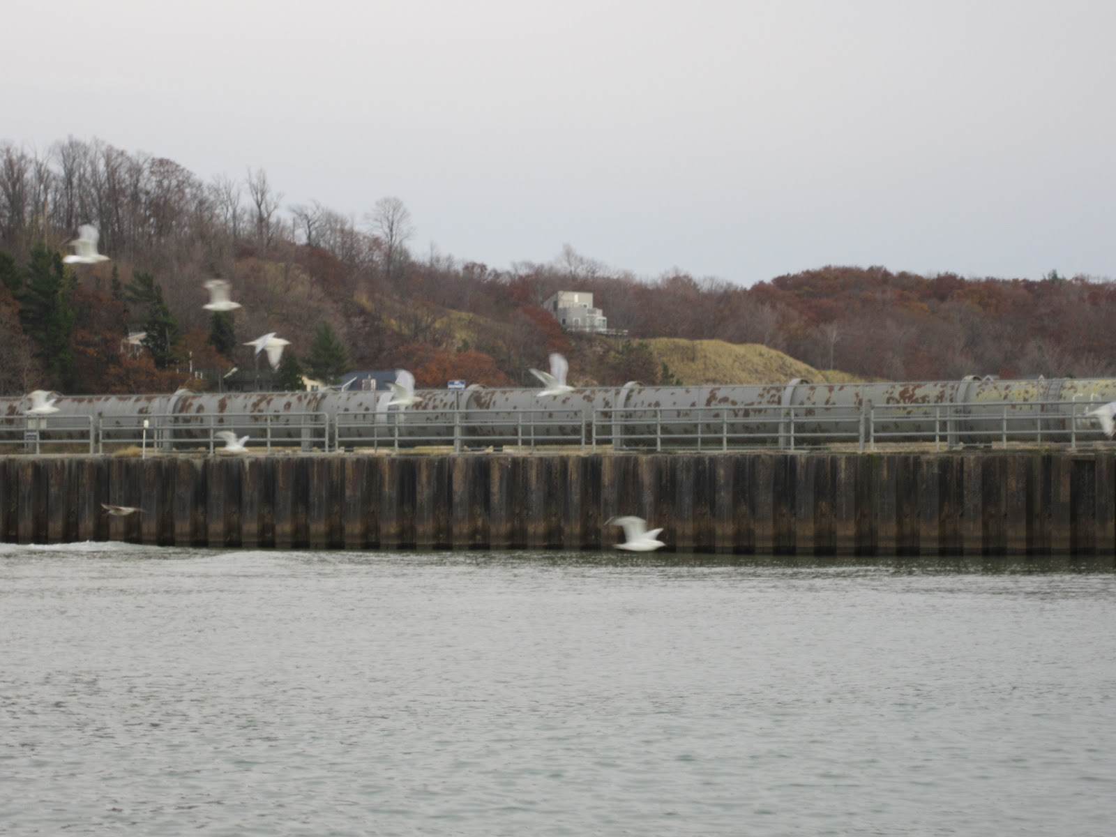 The Adventures of Little FIsh: Pigeon Lake, Lake Michigan, and Pigeon Creek