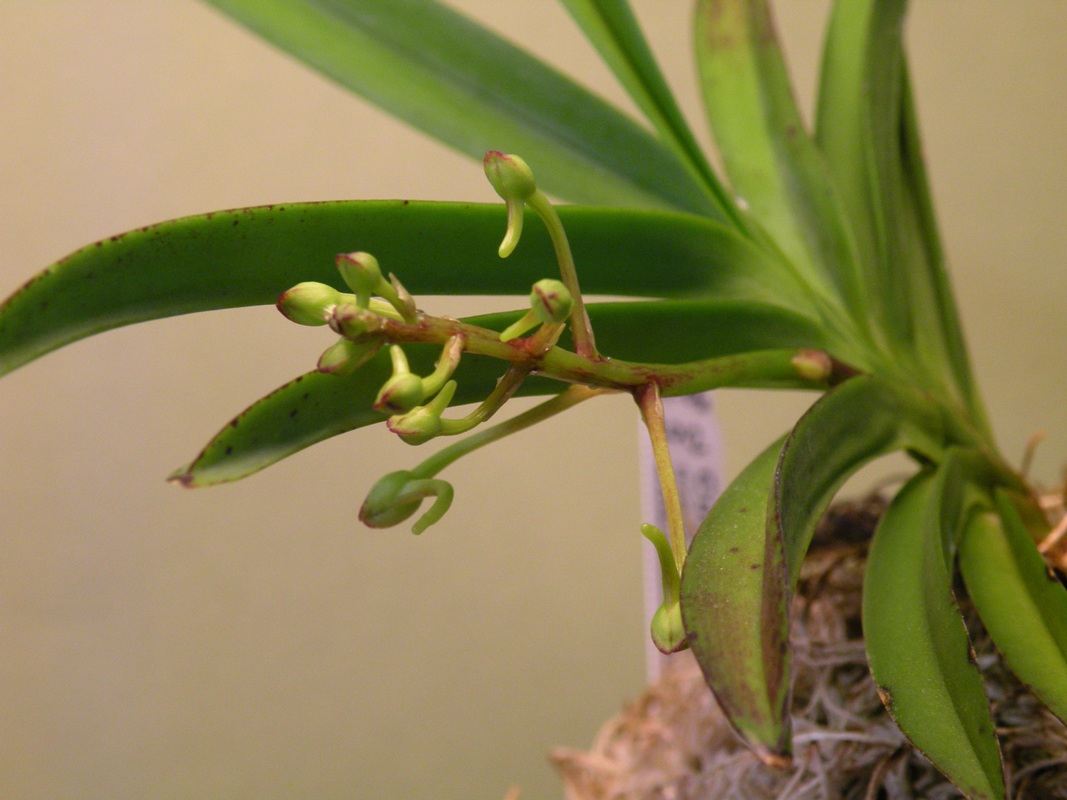 Annela lilleaed: Neofinetia falcata x Vanda testacea