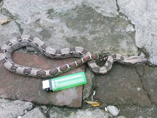 Jual Ular Retic TIGER | Hewan Indonesia dan Jual Beli