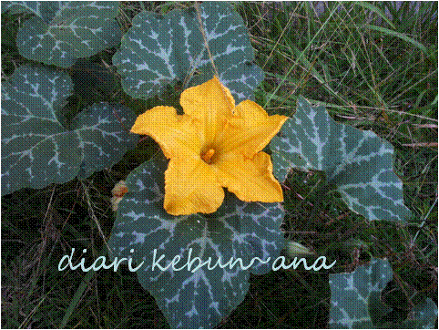 diari kebun~@na: Bunga jantan, bunga betina