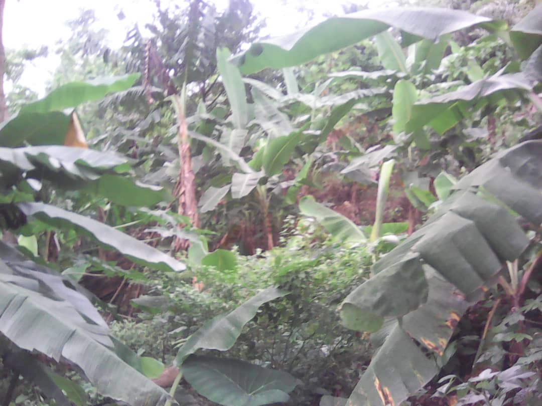 GREEN AND BETTER WORLD: GREEN AND BETTER WORLD doing organic farming ...