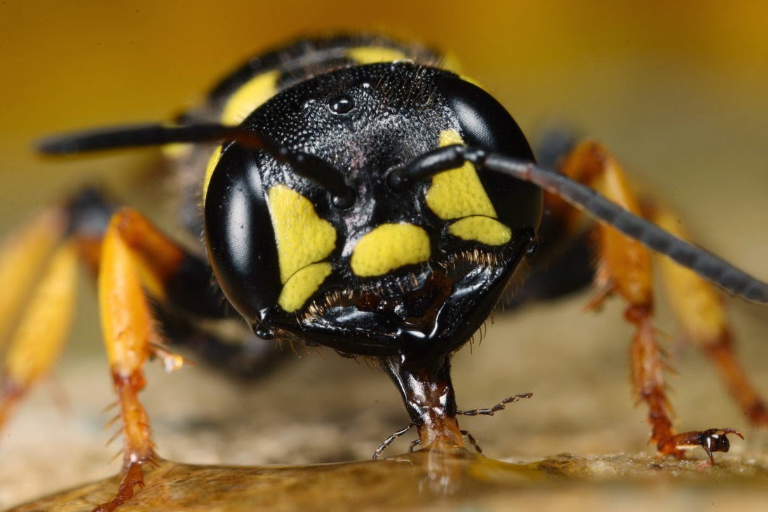 Knowledge Class: Behavior