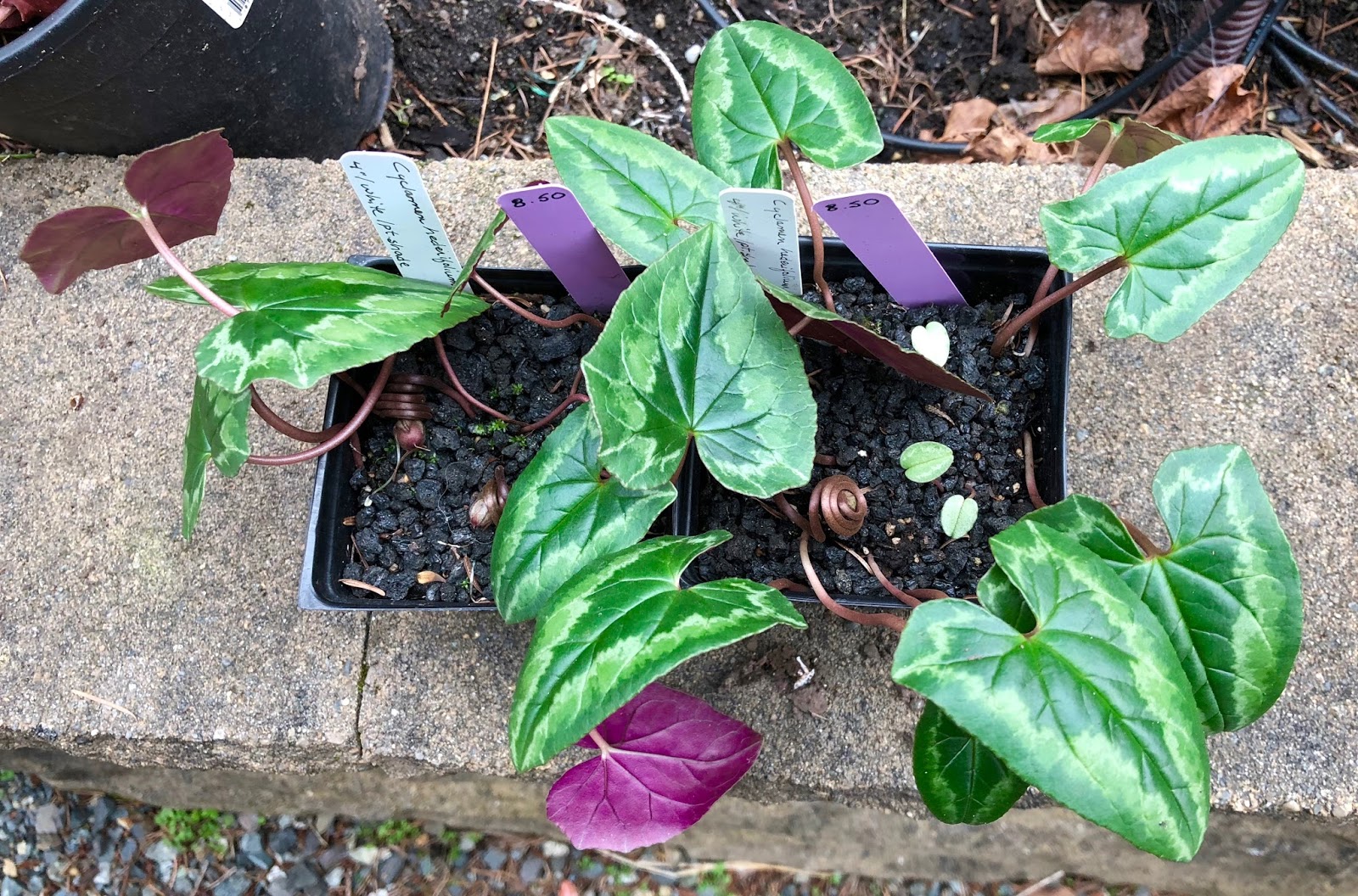 Bonney Lassie: The NHS Spring Ephemeral Plant Sale (And What I Bought)