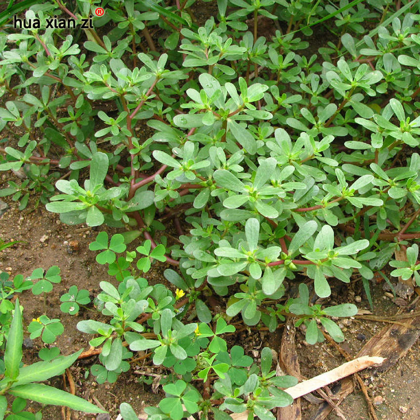 VIATA LA CASA: Grasita - iarba grasa sau buruiana uitata de leac pentru ...