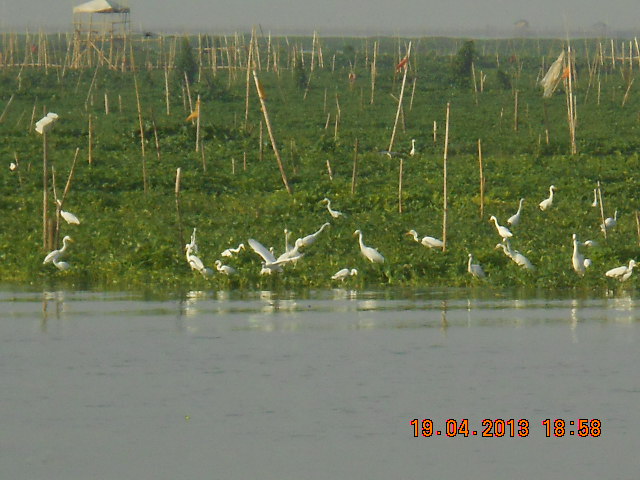 ANGONO (Higante) Chronicles : Barkadahan ng Tagak (Heron Birds)