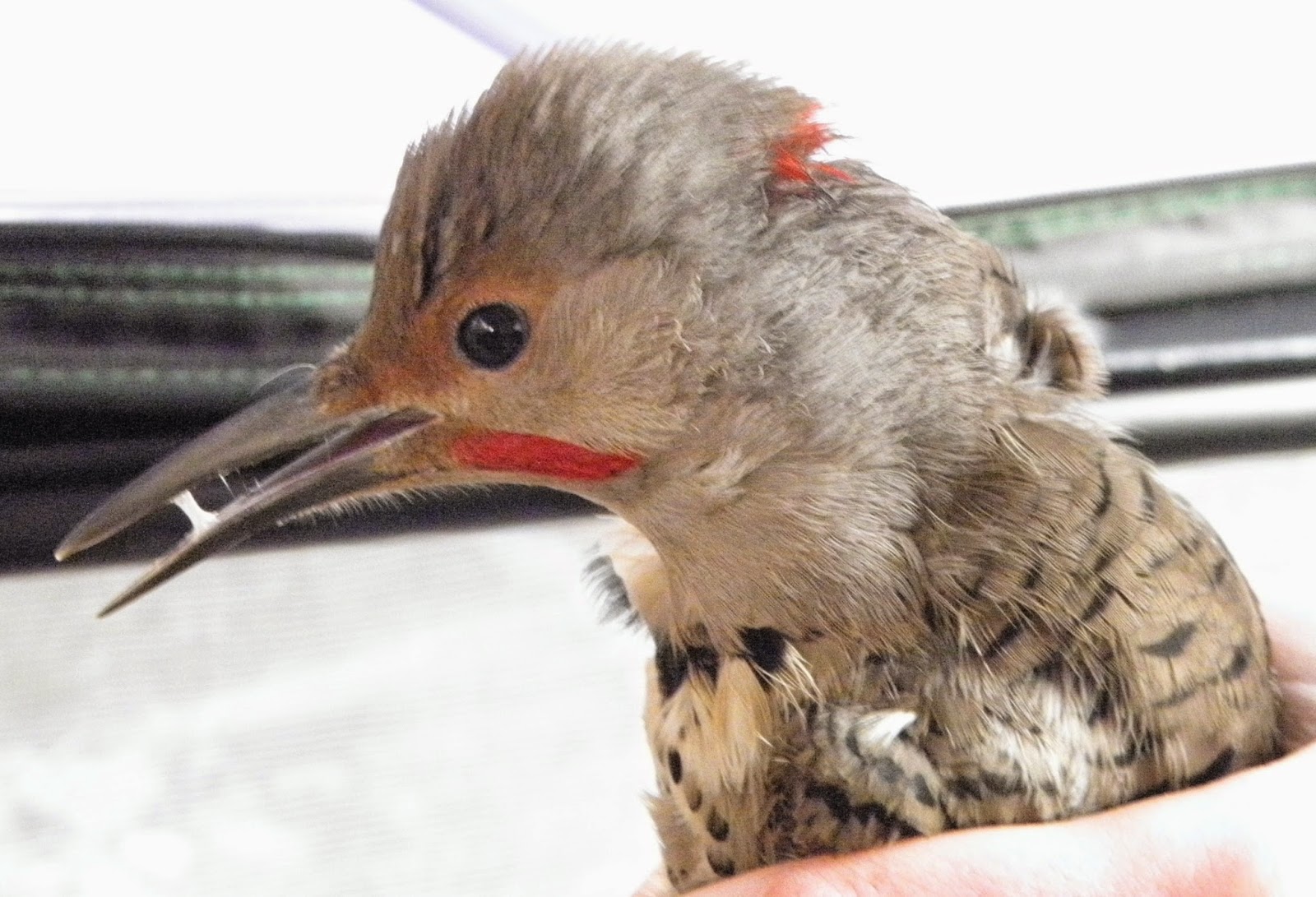 Shoreline Area News: Poem: Fledgling Flicker