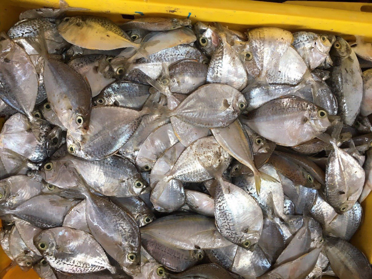 SPLENDID PONYFISH - VIET SEAFOOD CO.,LTD