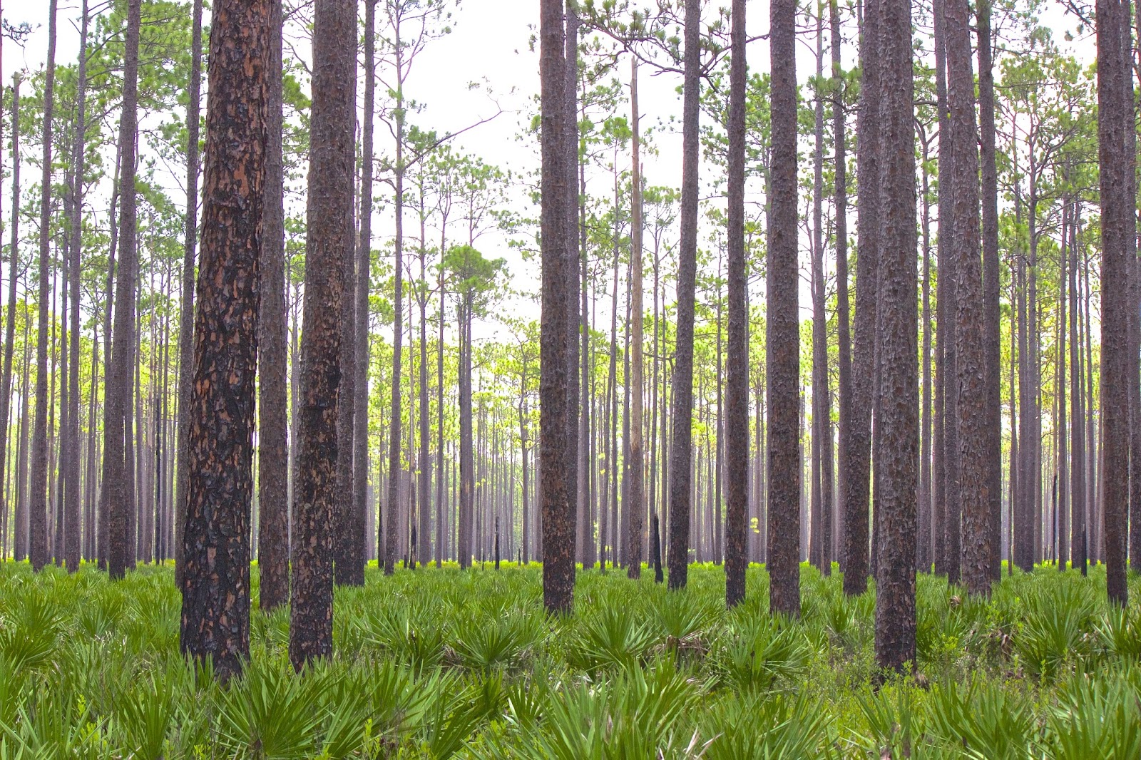 Take Another Road: Osceola National Forest, Florida's Gateway Gem