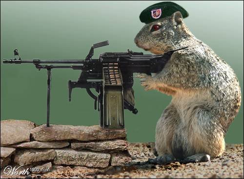Funny Squirrels With Guns New Funny Photos Collection Funny Collection World