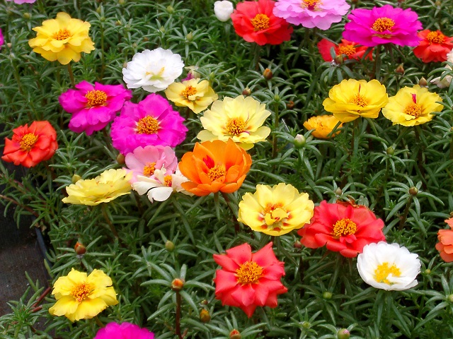 HOW TO GROW PORTULACA GRANDIFLORA - THE SUN PLANT |The Garden of Eaden