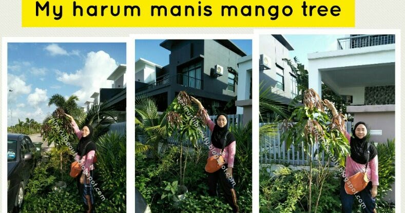 Healthy Nurul Beauty: Update growth of my harum manis mango tree and ...