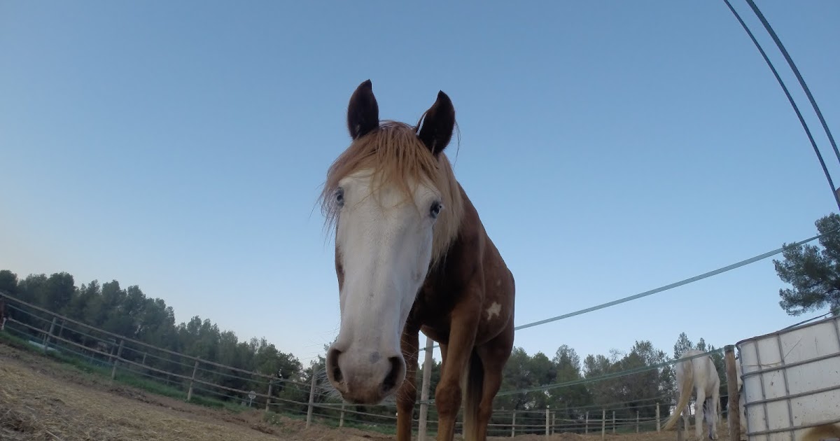 Club Hipic Cavall Esport i Natura: ACTIVITATS I SERVEIS