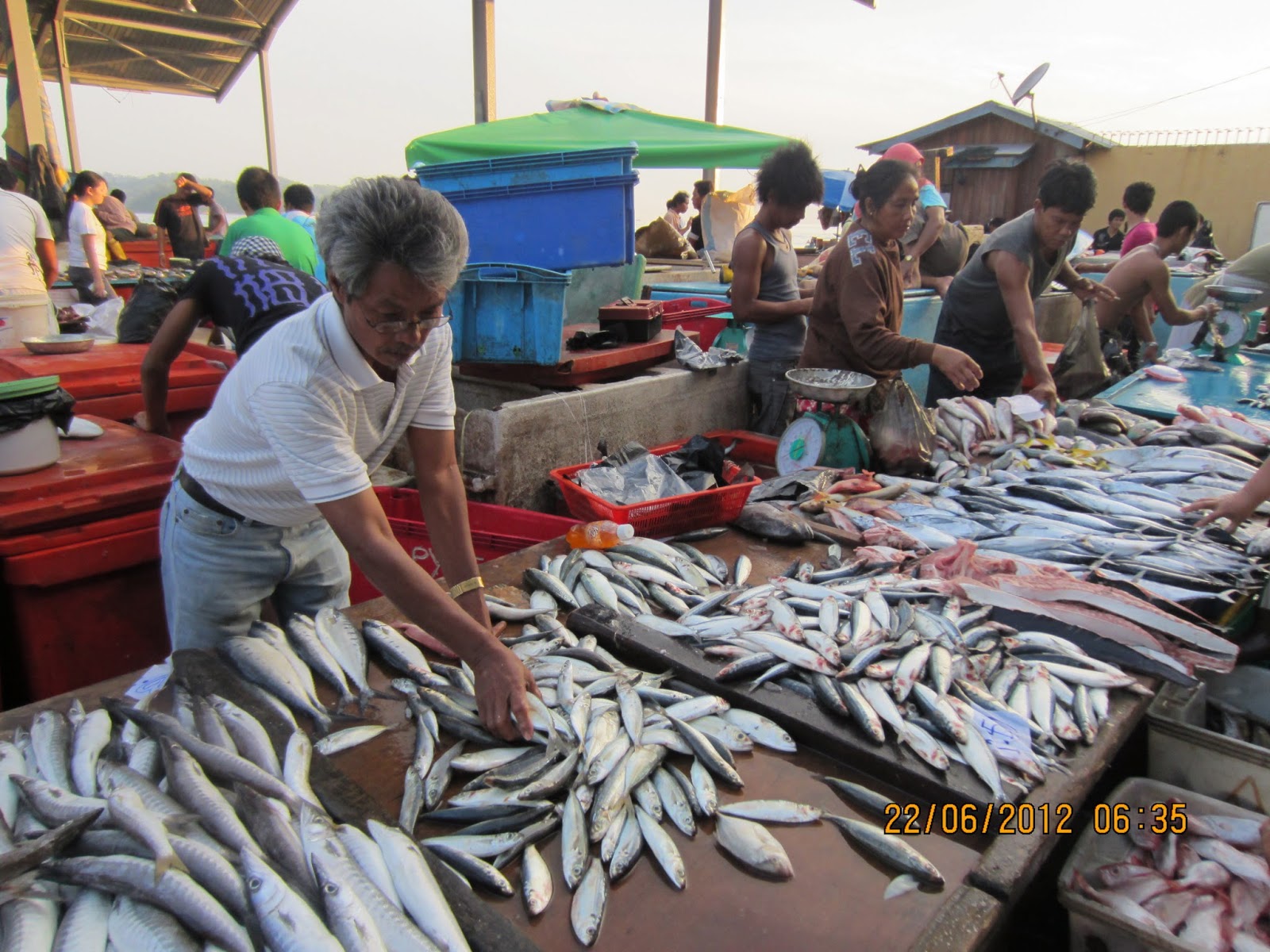 Creating Wonder - the Petrosains Blog: Keunikan Gamat di Laut Sabah