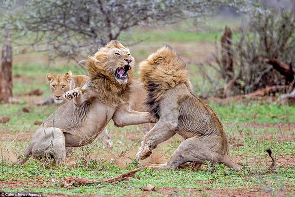 Lion Vs Lion Fight Photos: Drama As Lion Beat Up Rival Who Interrupted ...