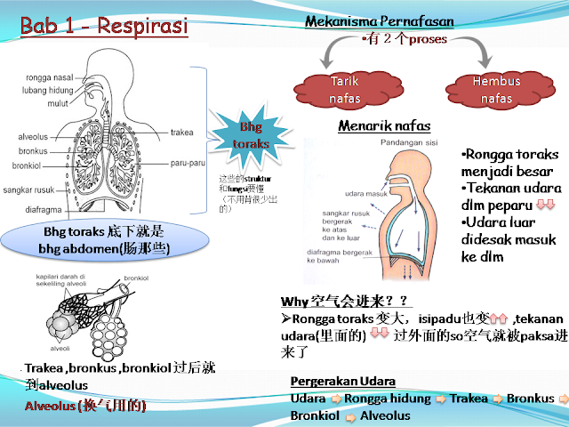 Note: Form 3 Bab 1 - Respirasi